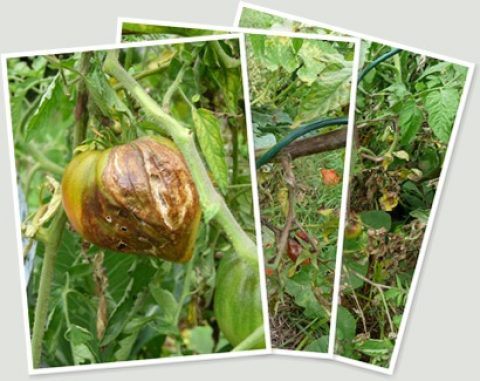 Reconnaitre-le-Mildiou.jpg - Mon potager en carrés