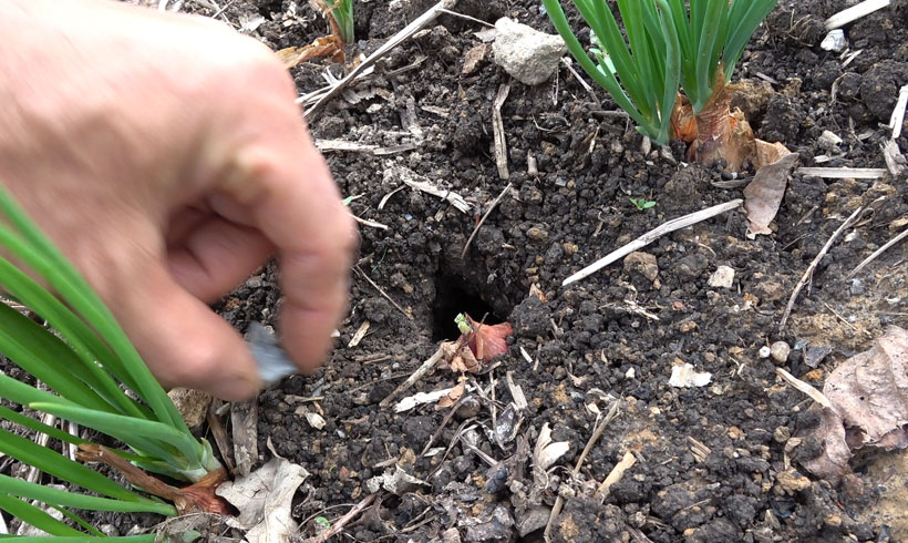 Problèmes liés aux rongeurs dans un carré de potager rempli avec la ...