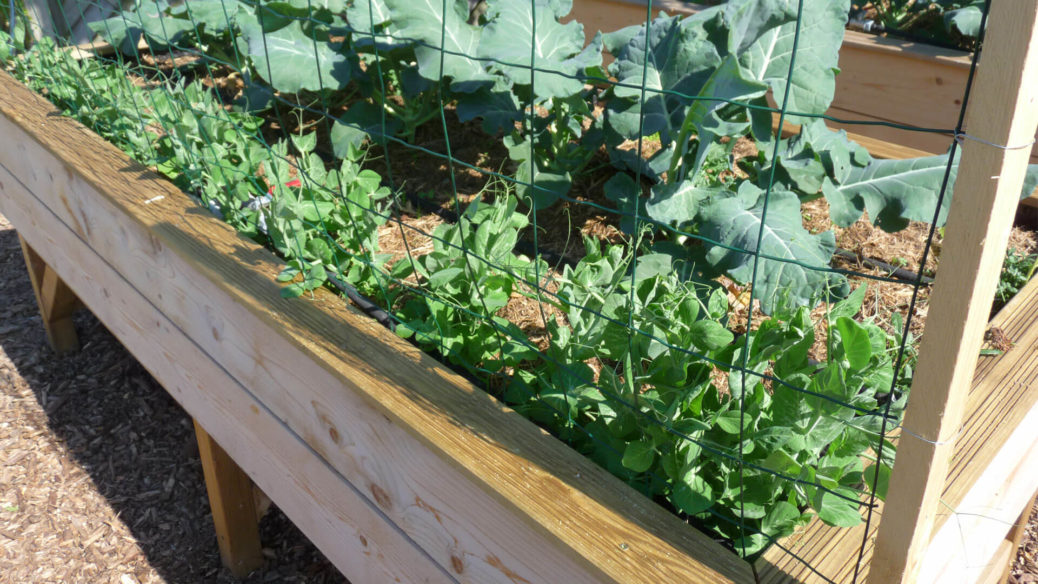 Créez Votre Potager Surélevé : Le Guide Ultime pour un Jardin Productif