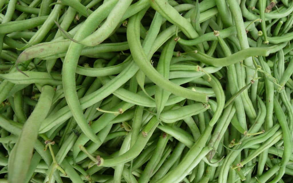 fiche-haricots - Mon potager en carrés