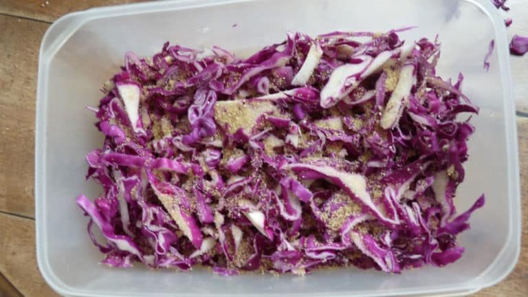 Mes conserves de choux rouge