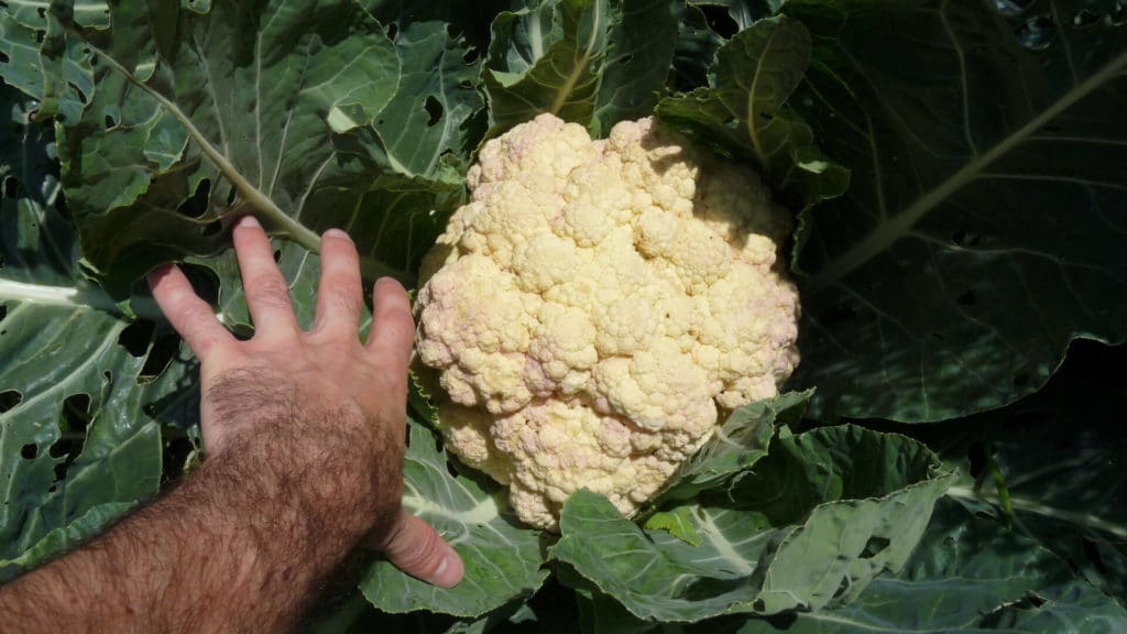 Choux fleur - Mon potager en carrés
