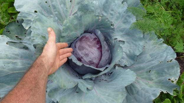 Un choux rouge prêt à récolter - Mon potager en carrés