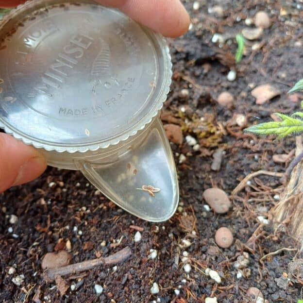 Semis direct au jardin potager — Une méthode simple et naturelle, même ...