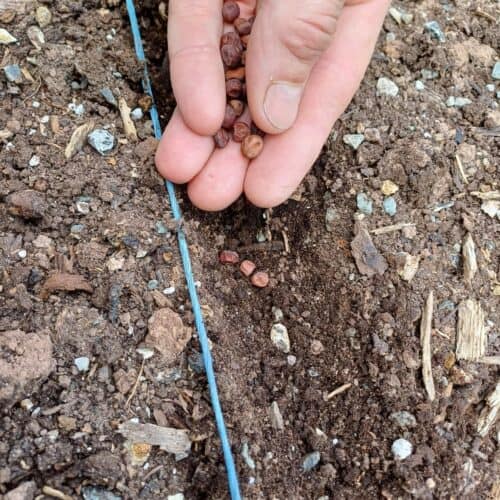 Semis direct au jardin potager — Une méthode simple et naturelle, même ...