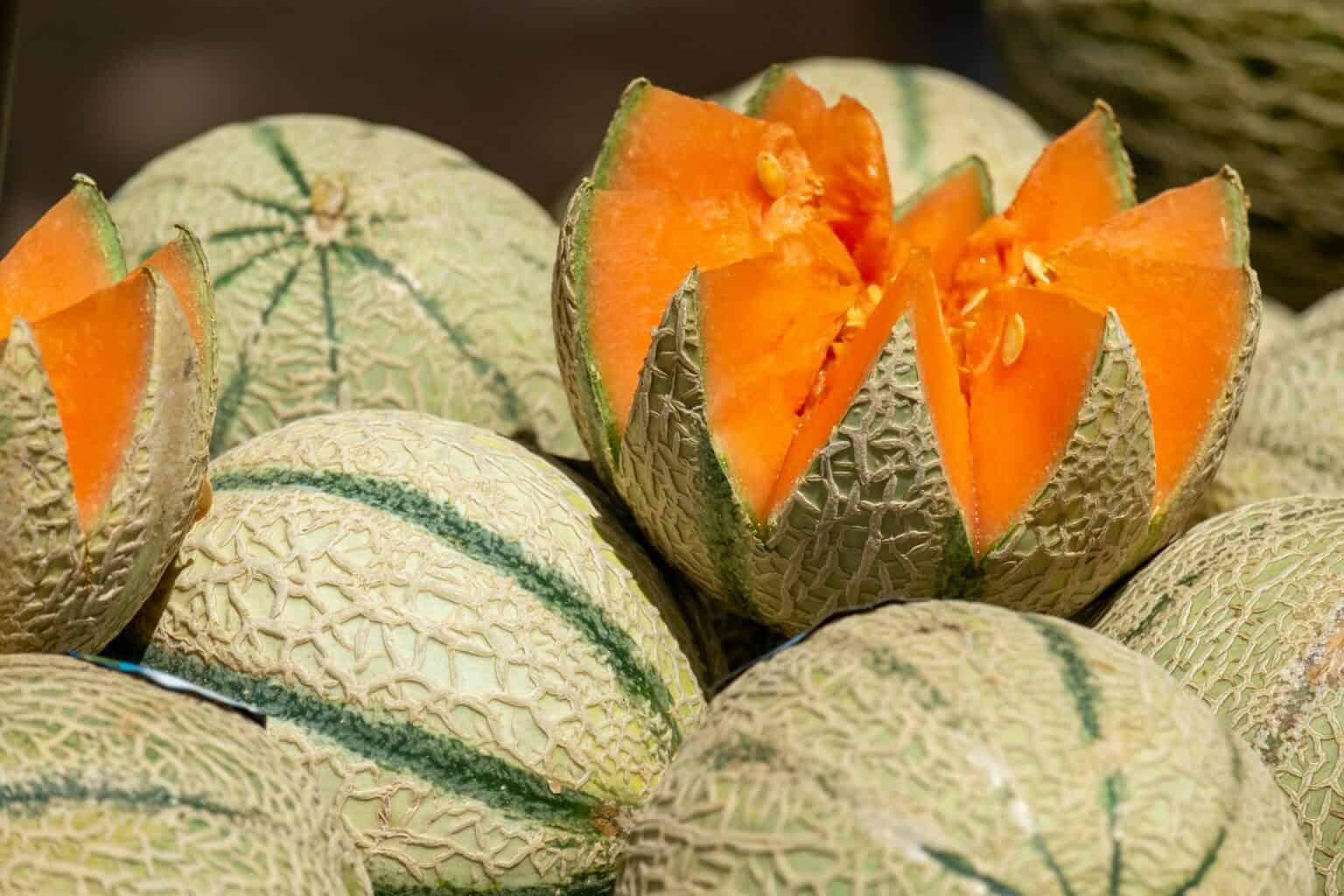 Les 6 variétés de melon incontournables à cultiver : guide complet et ...
